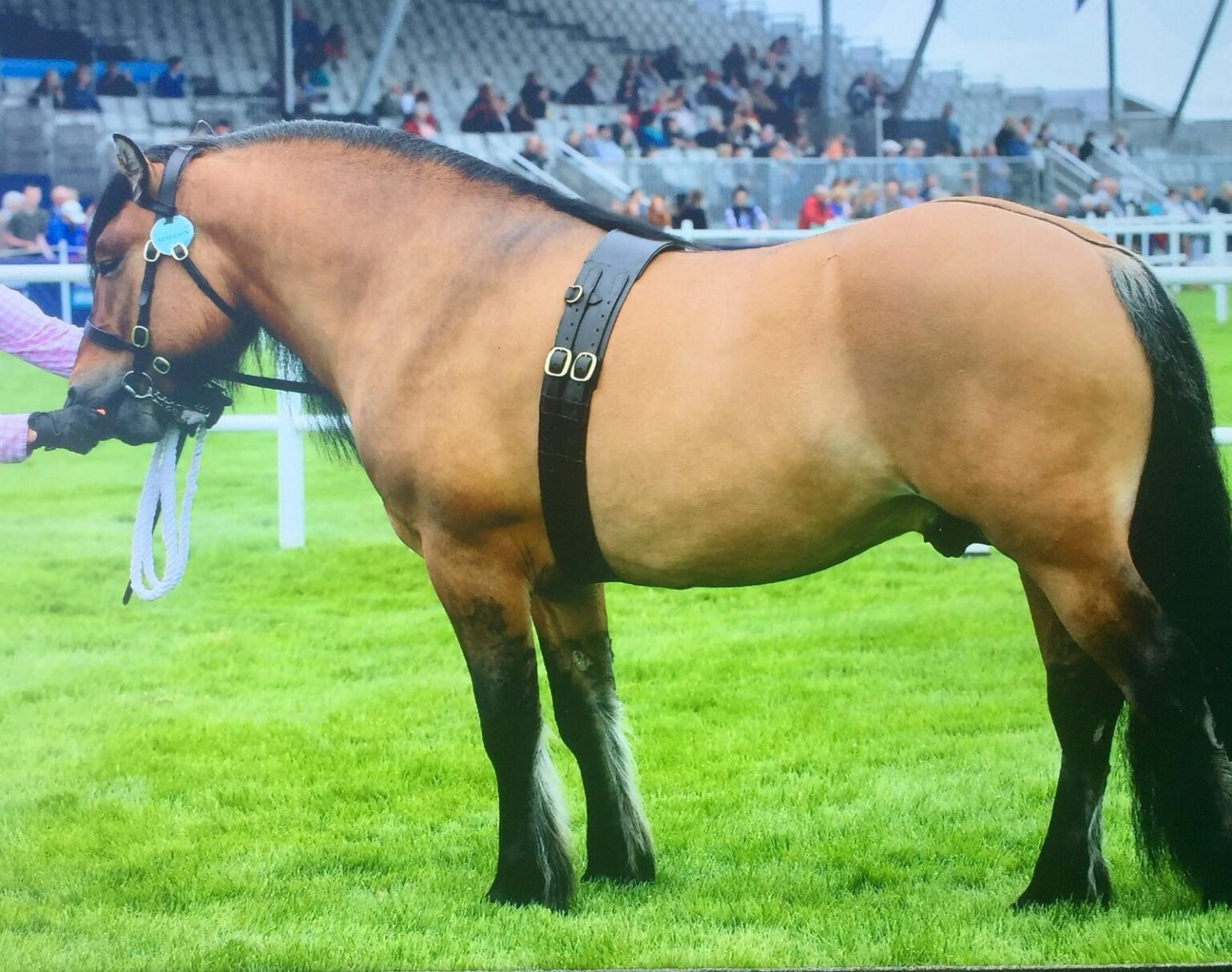 Balmoral Lord – Lochnagar Highland Pony Stud