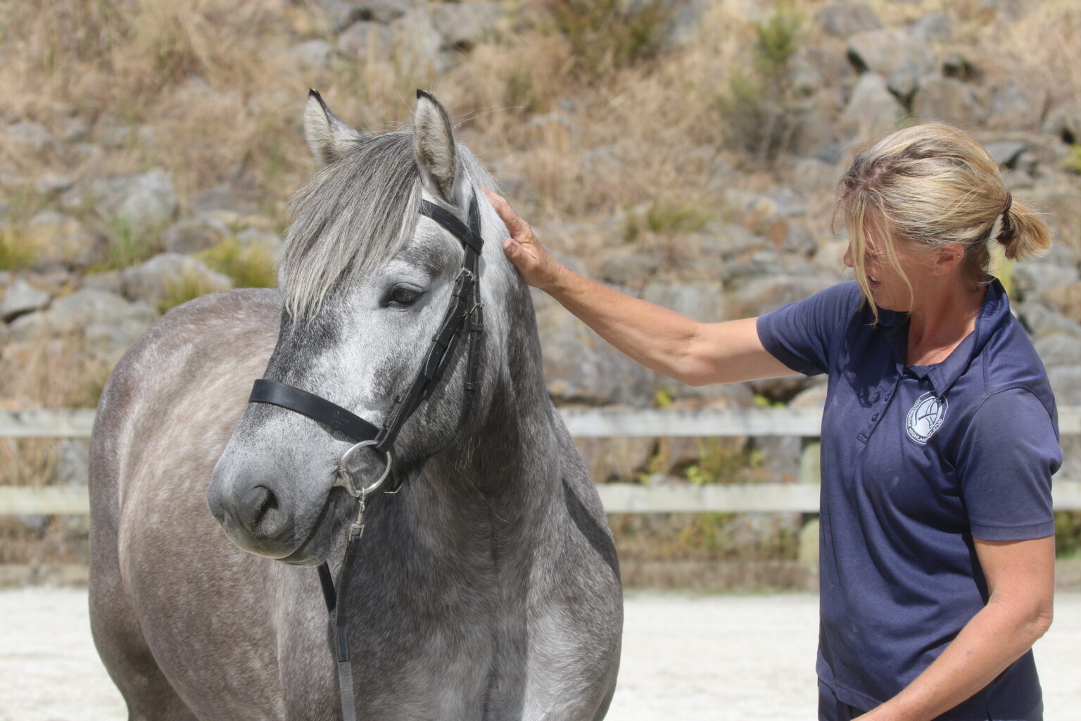 Lochnagar Creagy Mor – Lochnagar Highland Pony Stud