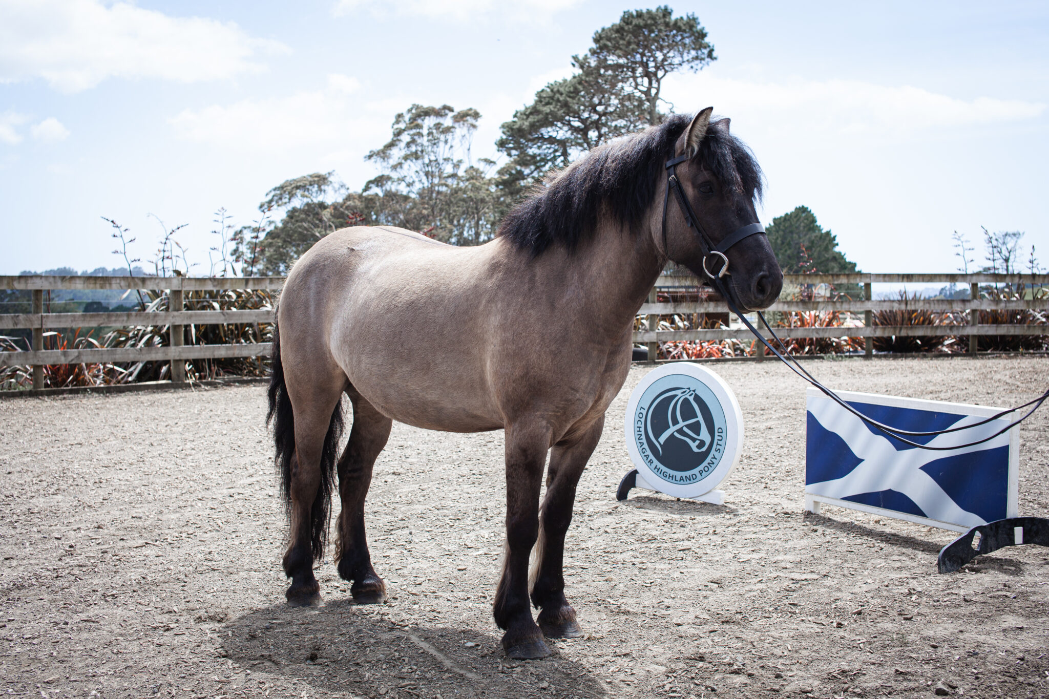 Lochnagar Honour – Lochnagar Highland Pony Stud